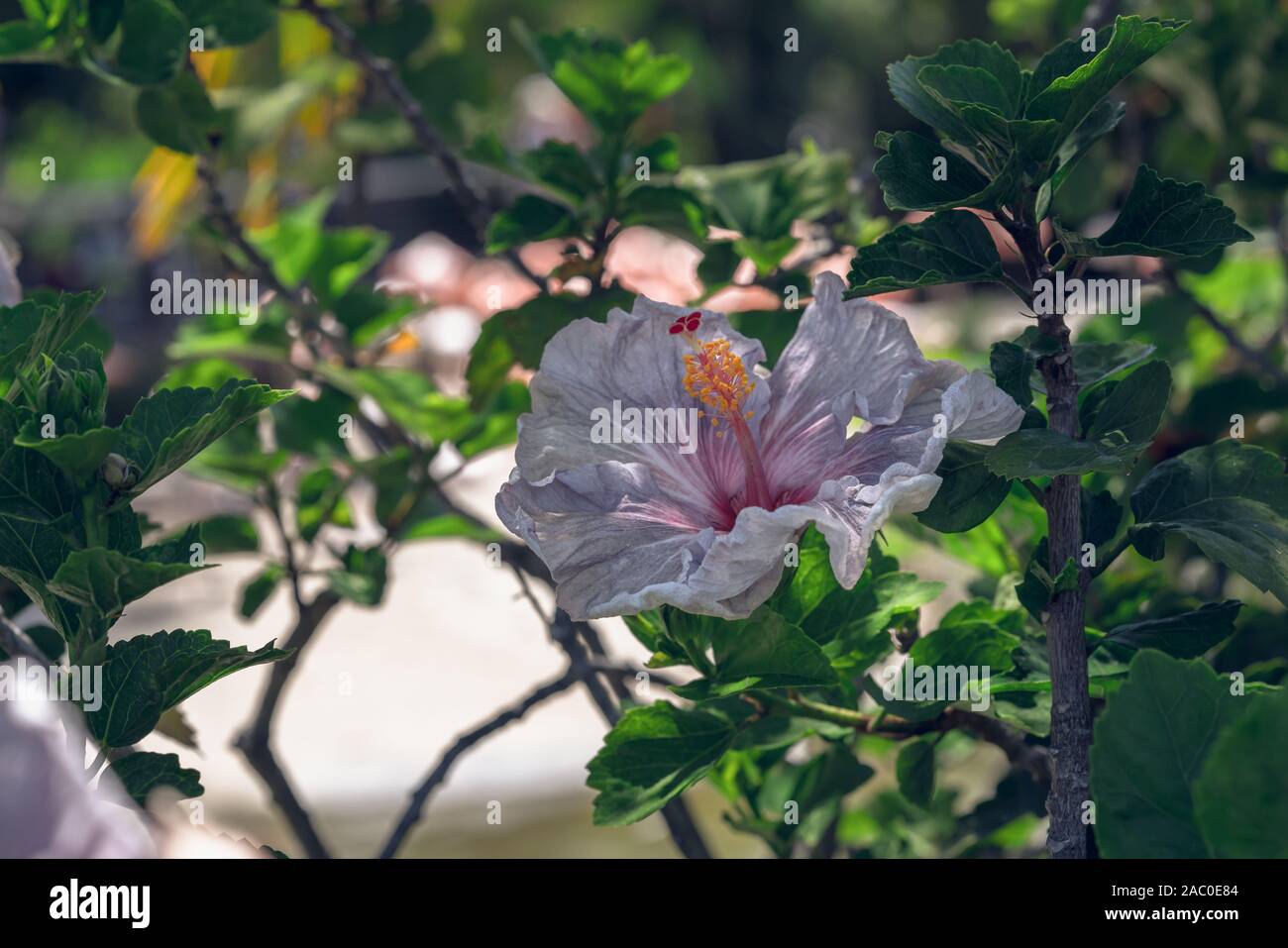 Hibiscus Flower in bloom, close up in a garden with soft blur green ...