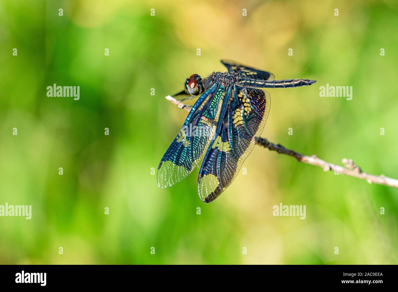 Black winged flutterer hi-res stock photography and images - Alamy