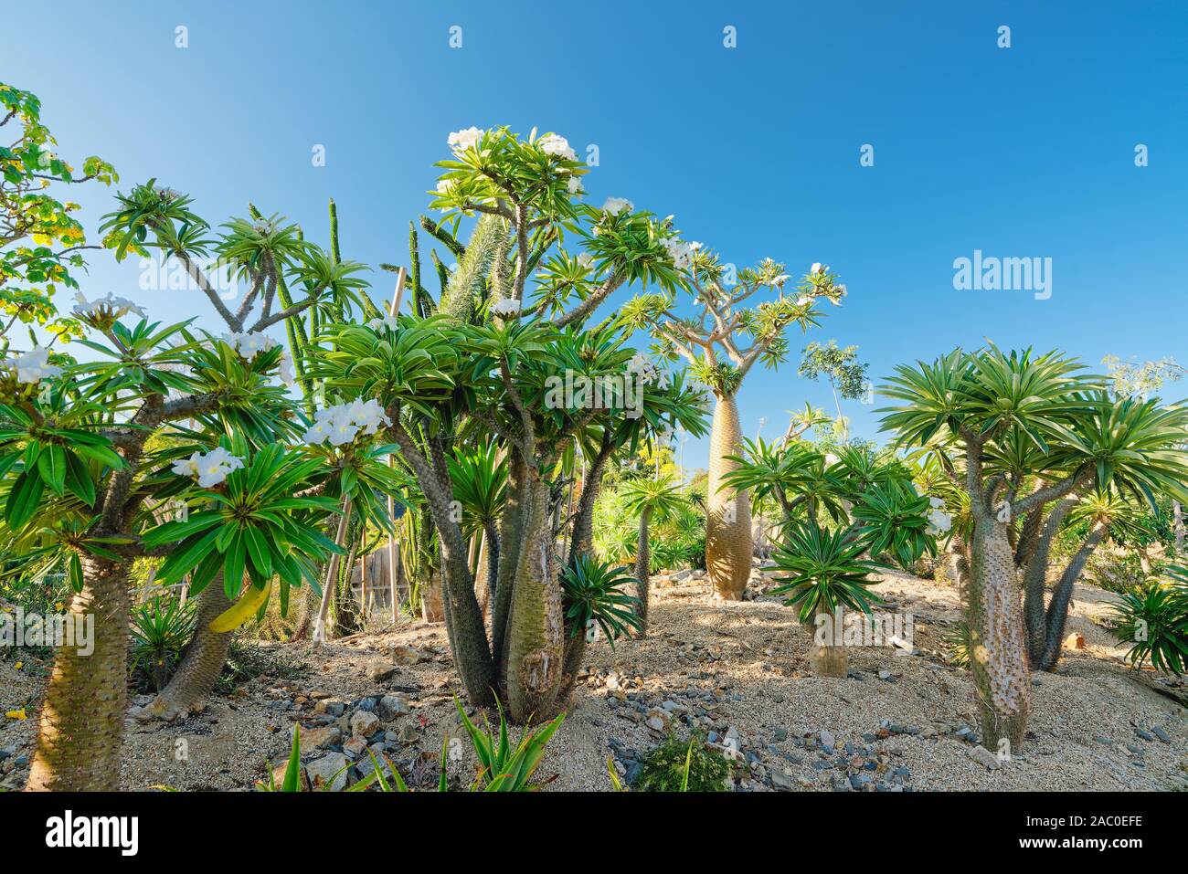 Tropical trees in the garden. Madagascar palm, flowering plant, a ...