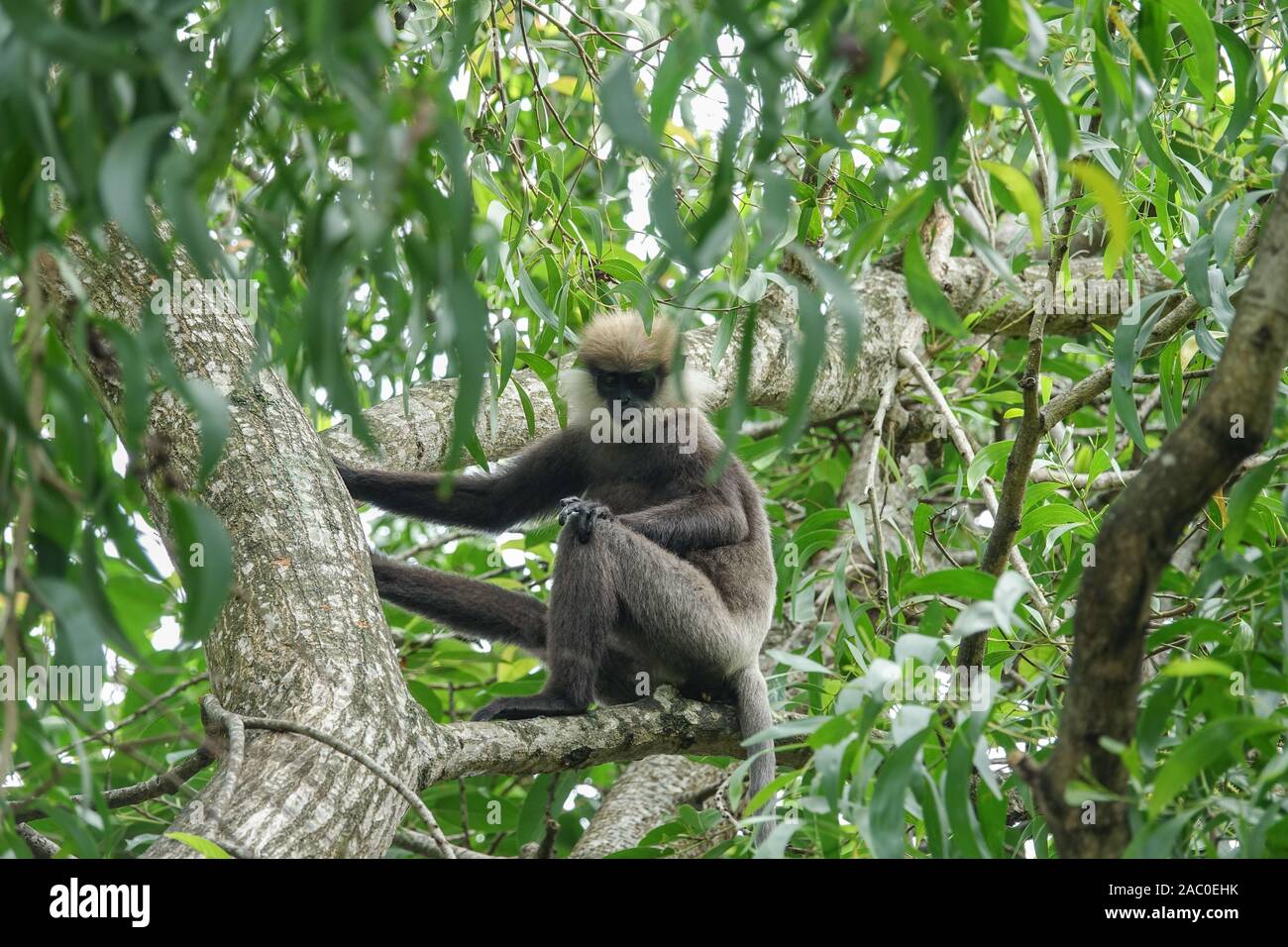 Monkey on a tree in the jungle of Sri Lanka Stock Photo - Alamy
