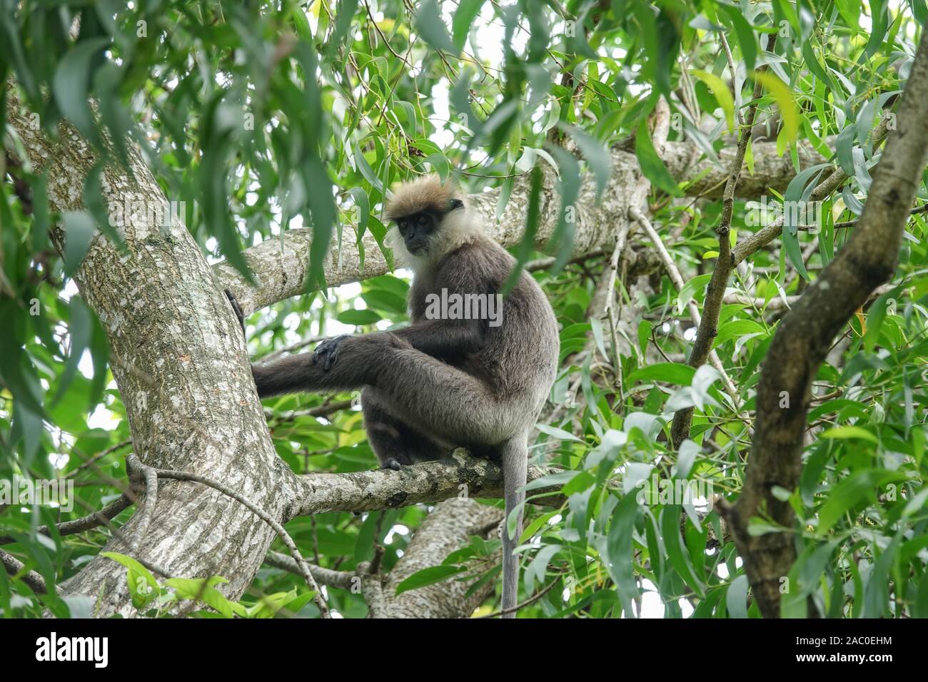Monkey on a tree in the jungle of Sri Lanka Stock Photo - Alamy