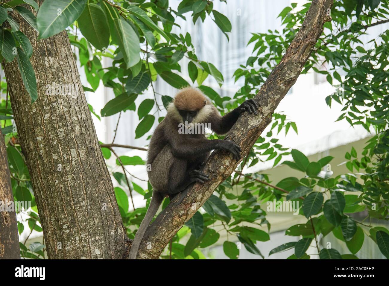 A monkey on a tree branch. Sri Lanka Stock Photo - Alamy