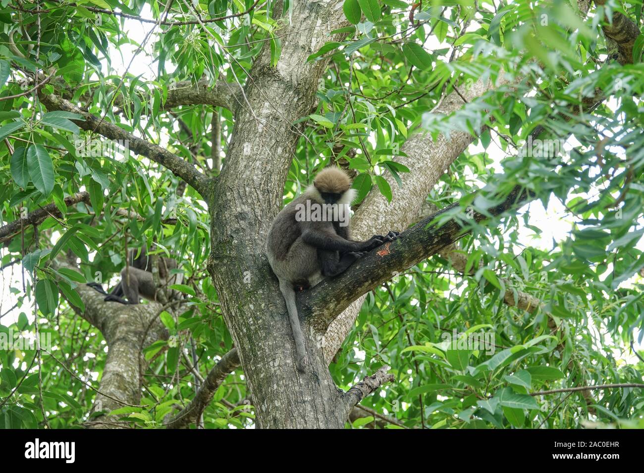 Monkey on a tree in the jungle of Sri Lanka Stock Photo - Alamy