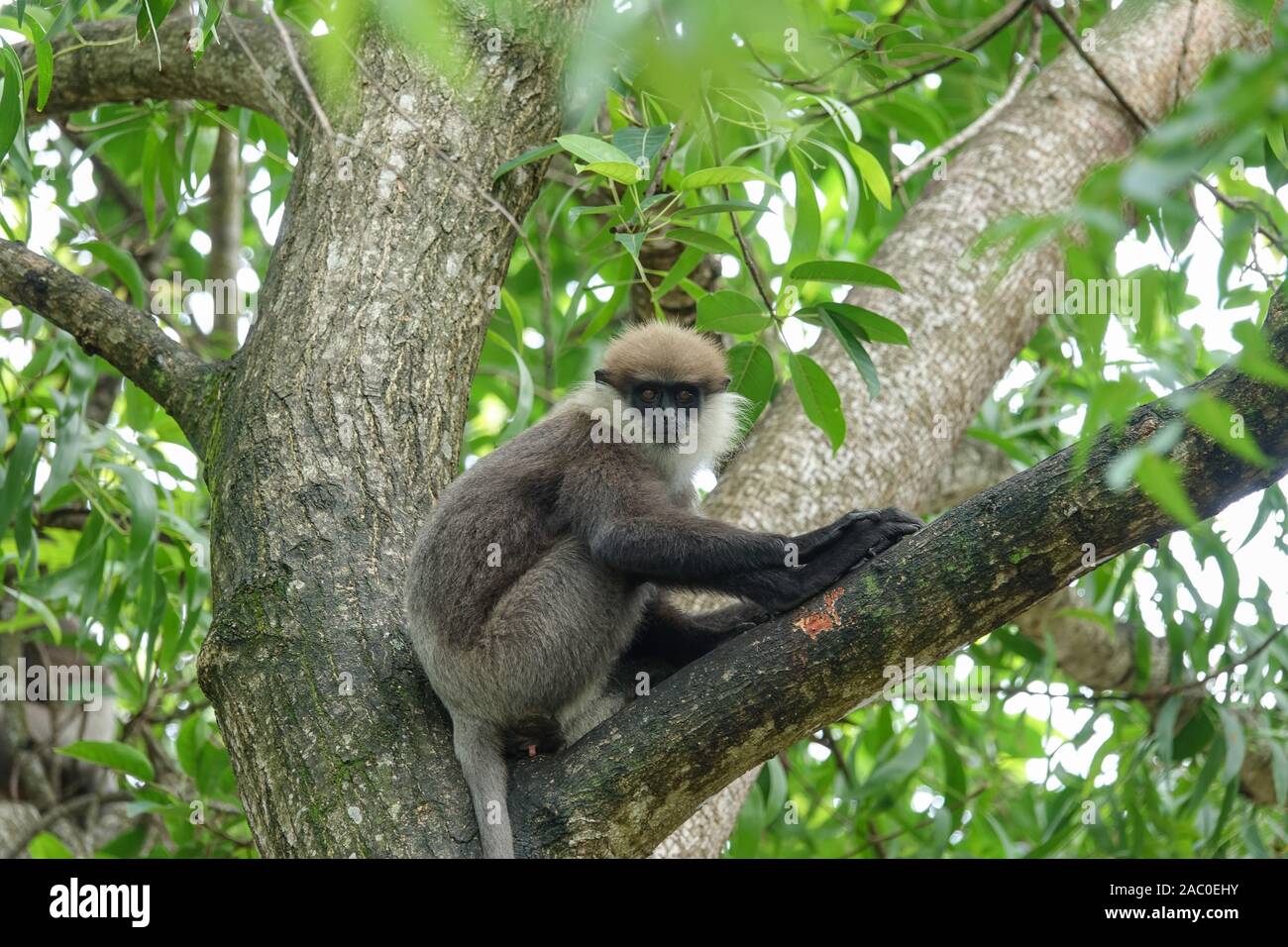 Monkey on a tree in the jungle of Sri Lanka Stock Photo - Alamy
