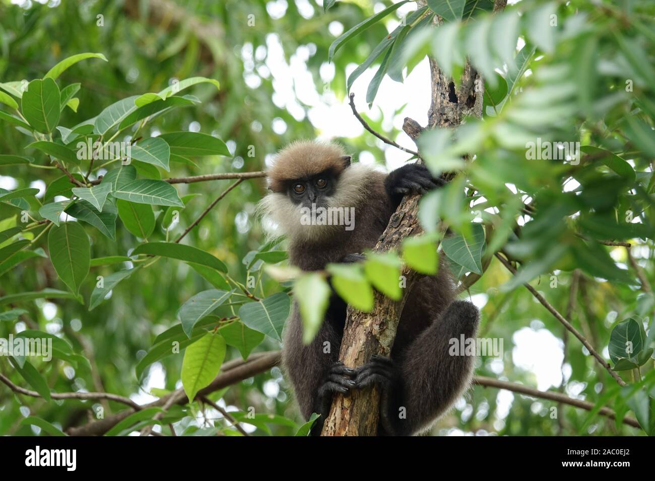 Monkey on a tree in the jungle of Sri Lanka Stock Photo - Alamy