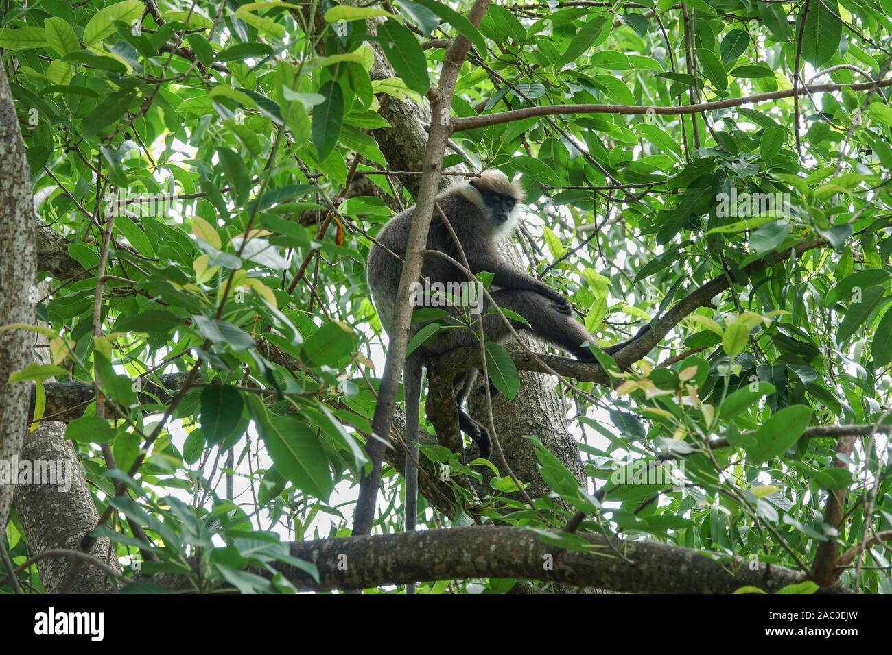 Monkey on a tree in the jungle of Sri Lanka Stock Photo - Alamy