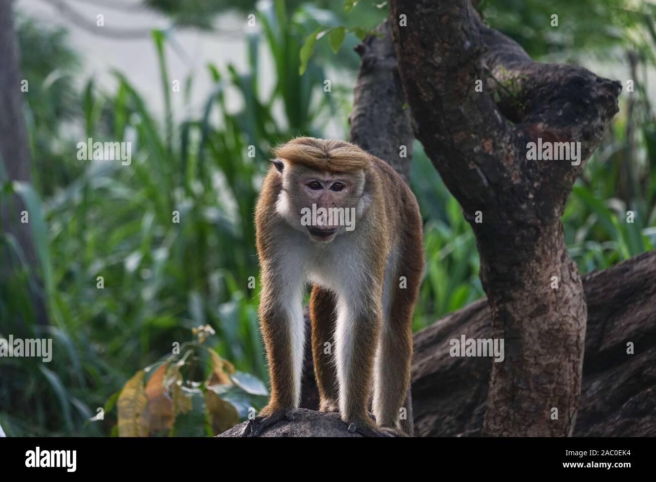 Monkey standing hi-res stock photography and images - Alamy