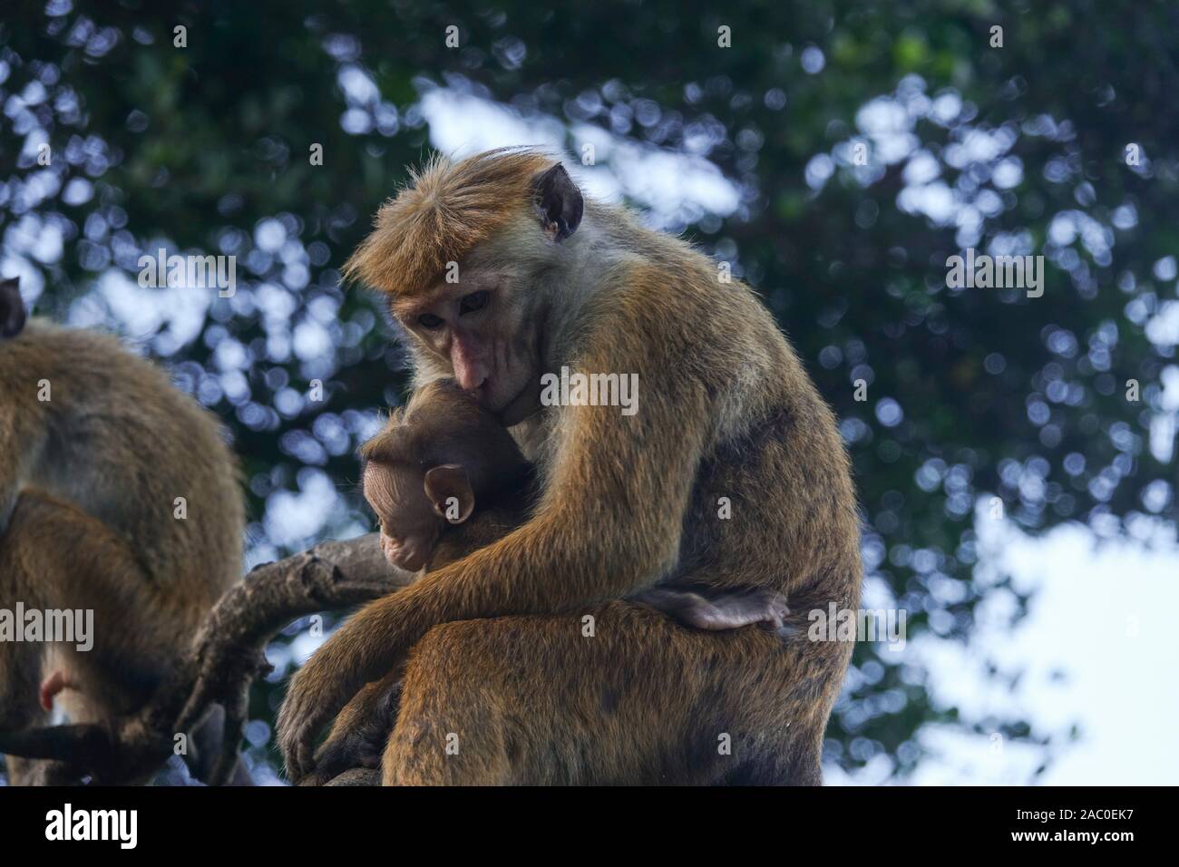 Monkey mother holds baby in her arms. Mother and baby monkey hugging ...