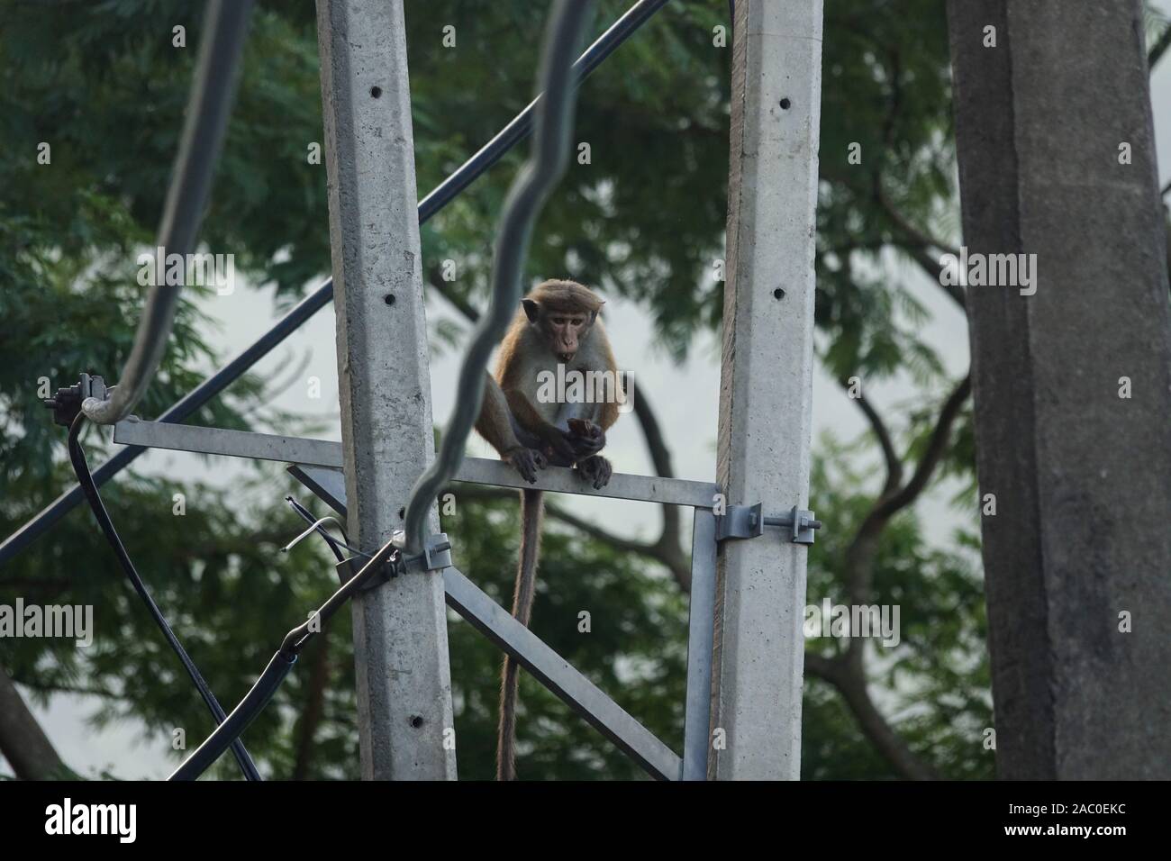 Monkey on pole hi-res stock photography and images - Alamy