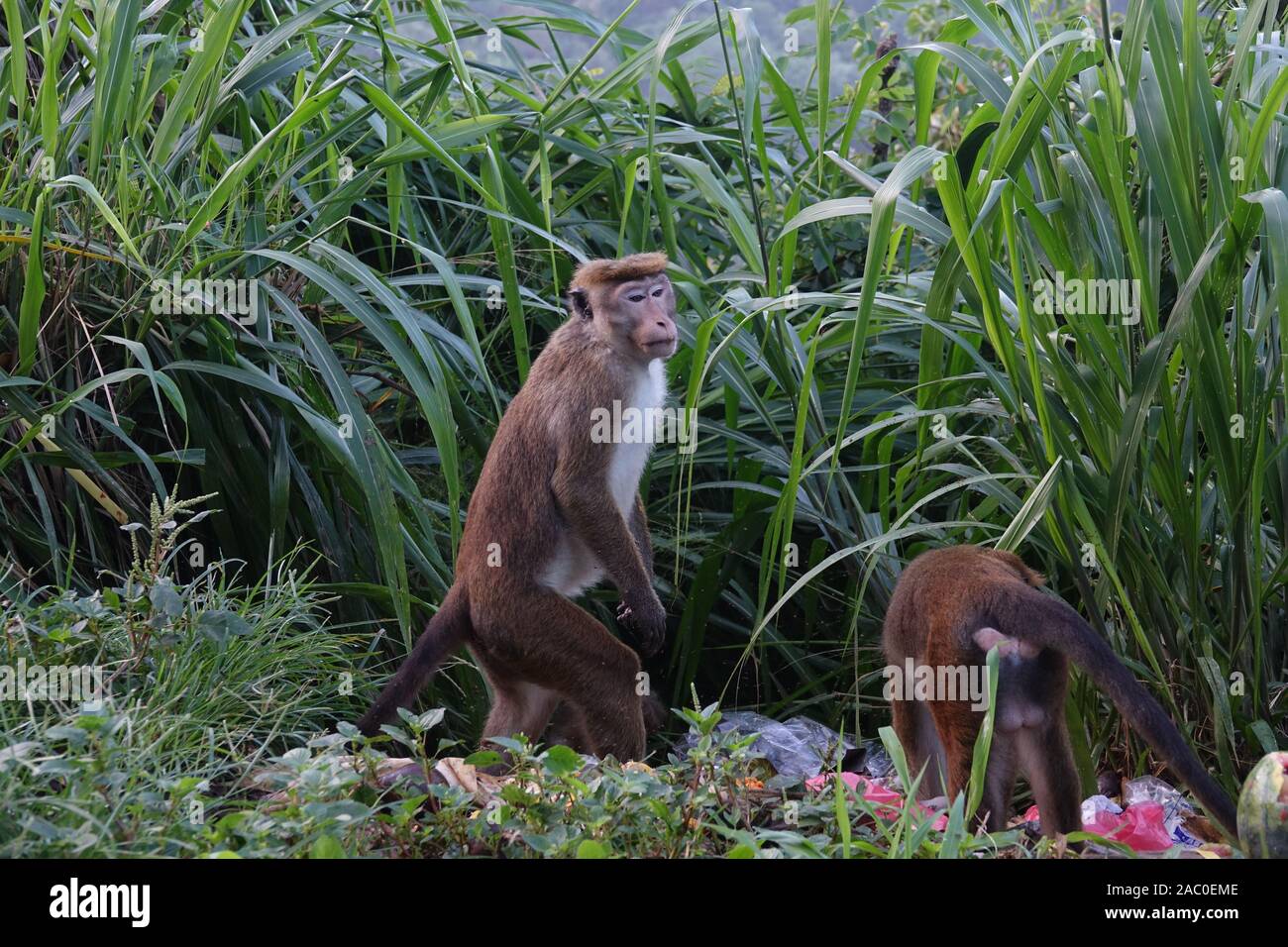 Monkeys are looking for food in the dump. Sri Lanka Stock Photo - Alamy