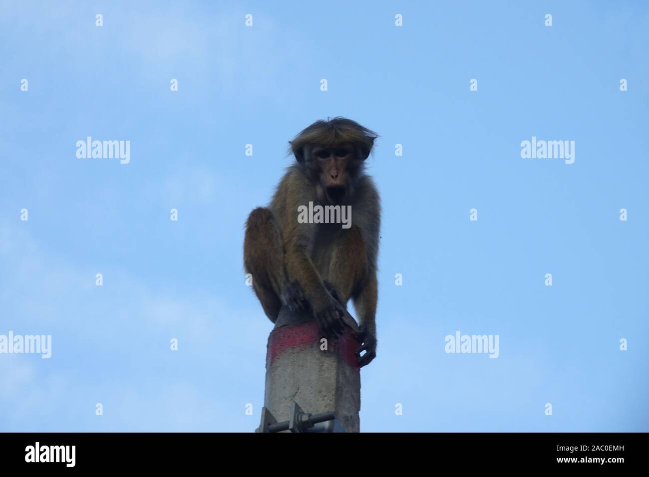 Animal Monkey Sri Lanka High Resolution Stock Photography and Images ...