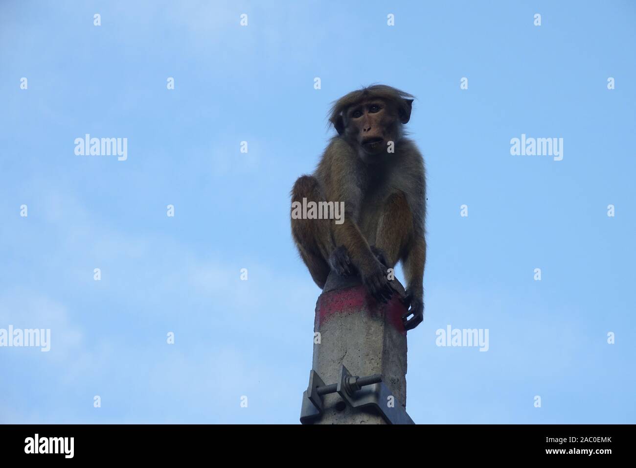 Animal monkey sri lanka hi-res stock photography and images - Alamy