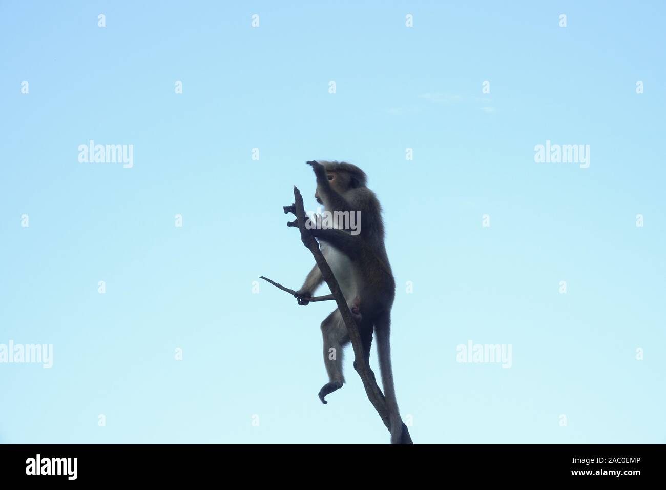 Monkey sitting on a lonely branch staring into the distance on blue sky ...