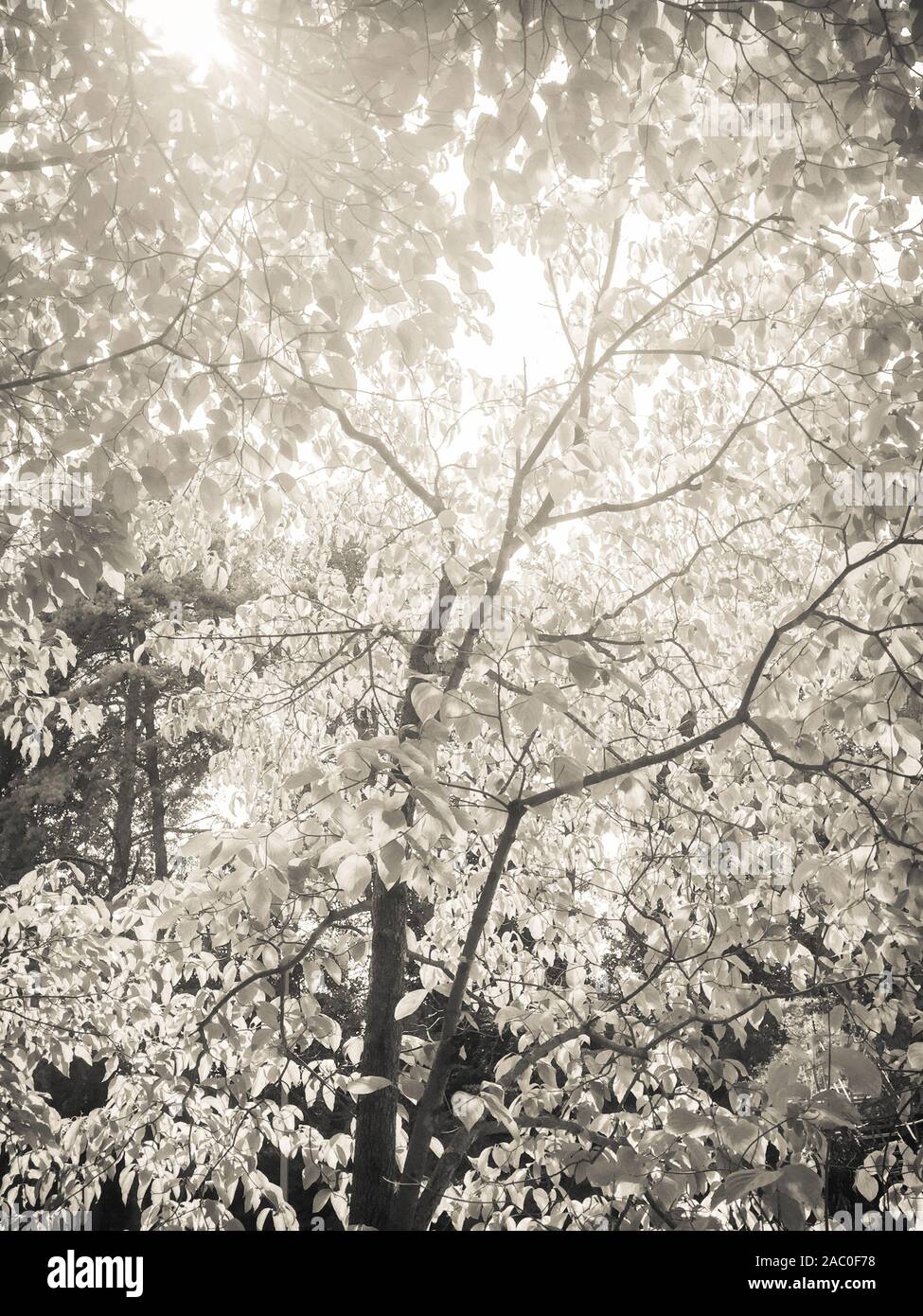 Back lit beauty in nature hi-res stock photography and images - Alamy