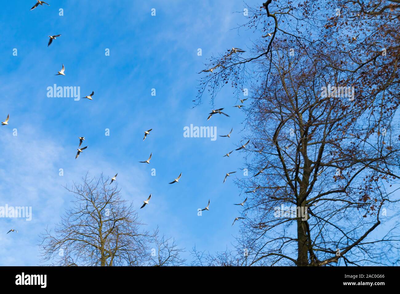 View of the sky, trees and birds Stock Photo - Alamy