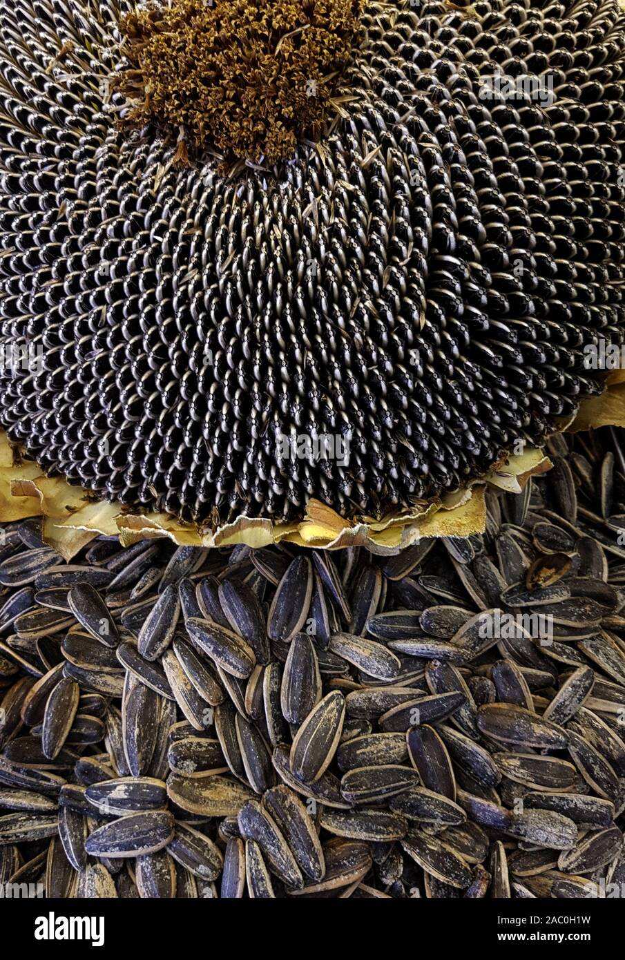 Sun flower seeds Stock Photo - Alamy