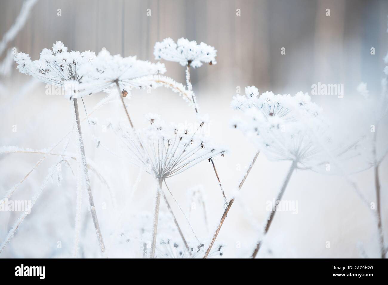 Frost covered wild angelica against blurred forest background Stock ...