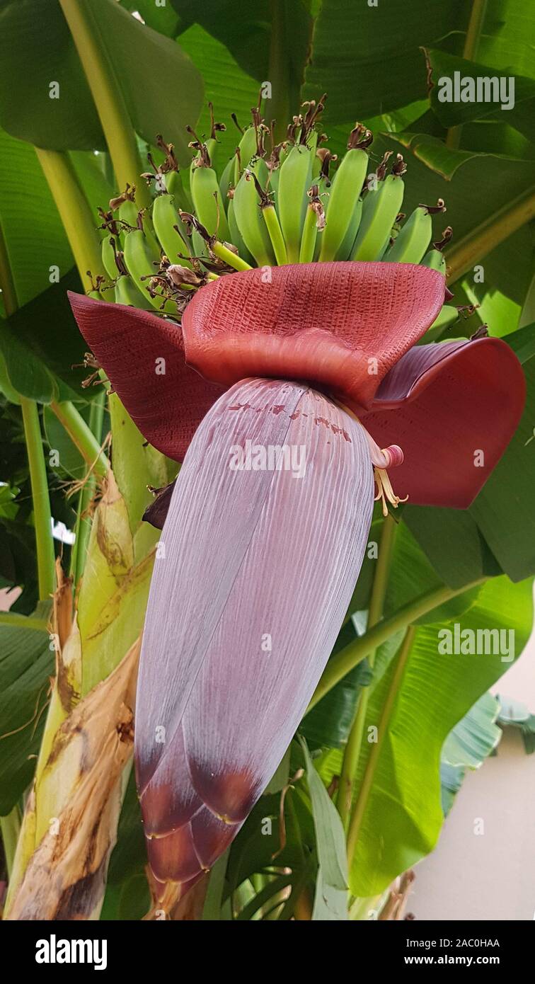 Bananas on the tree - babana tree Stock Photo - Alamy