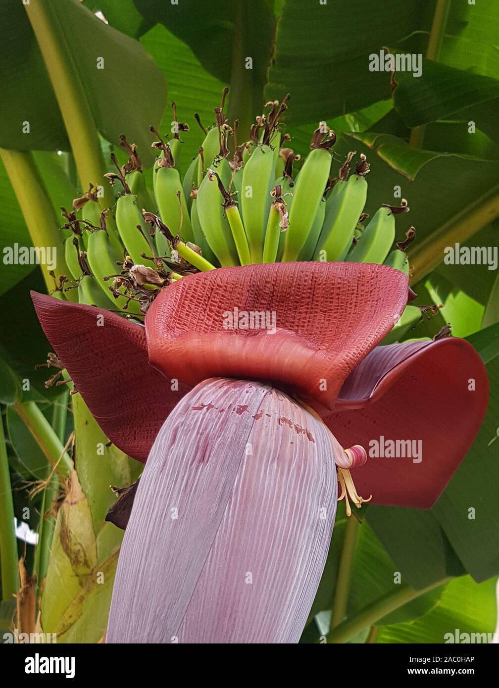 Bananas on the tree - babana tree Stock Photo - Alamy