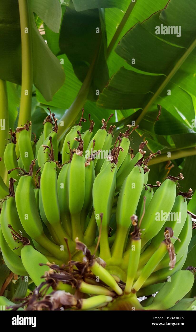 Bananas on the tree - babana tree Stock Photo - Alamy