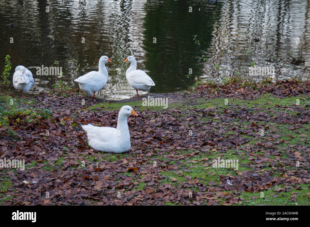 Group of geese before a lake side view Stock Photo - Alamy