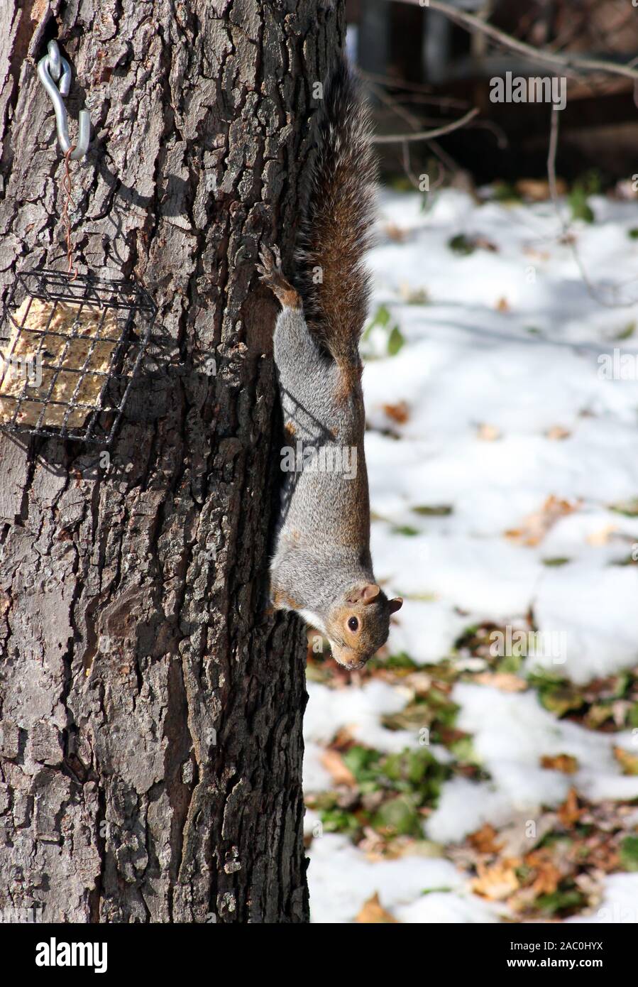 Eastern grey squirrel hanging from tree Stock Photo - Alamy