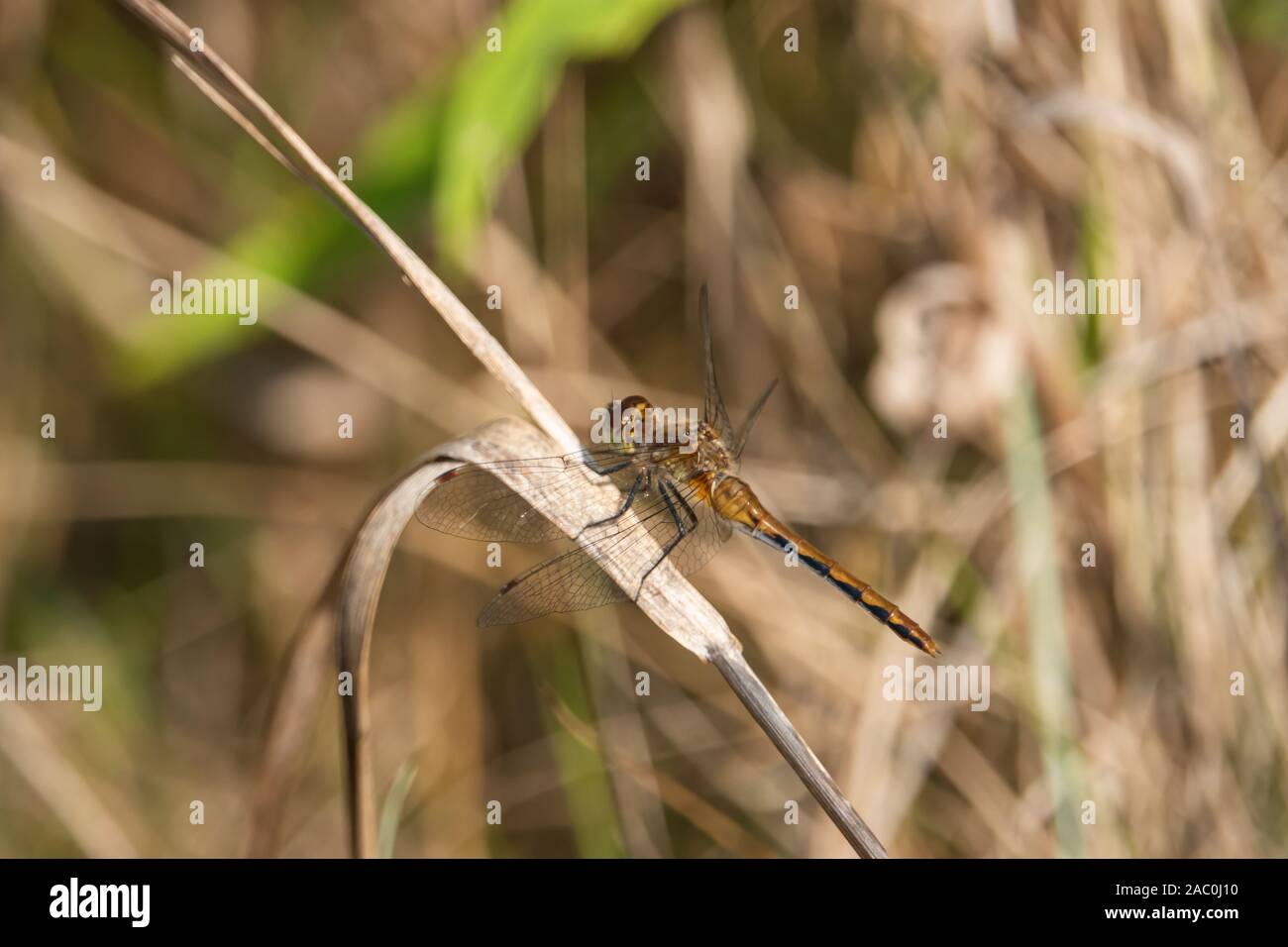 Dragonfly in natural environment hi-res stock photography and images ...