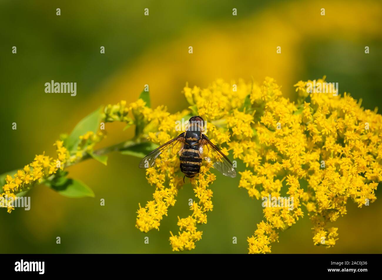 Bee Fly on Goldenrod Flowers in Summer Stock Photo - Alamy