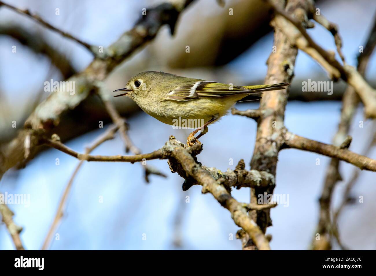 Ruby-crowned Kinglet (Regulus calendula) Singing Stock Photo - Alamy