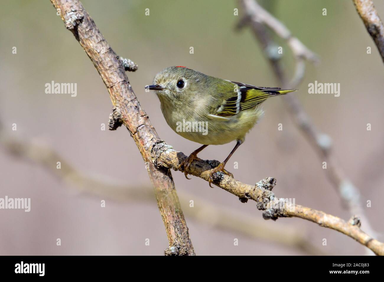 Ruby-crowned Kinglet (Regulus calendula) Profile with red crown displayed Stock Photo - Alamy
