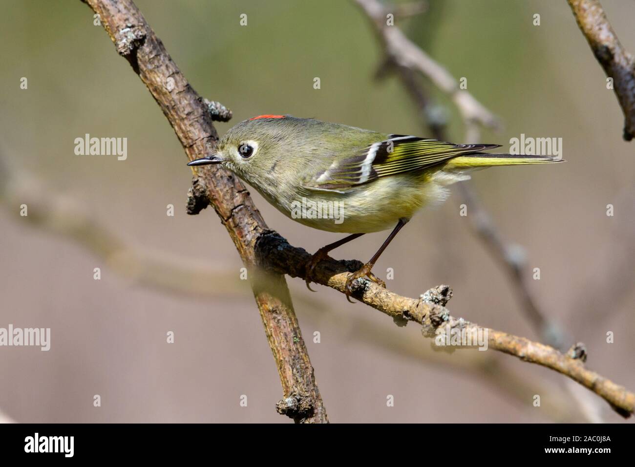 Ruby-crowned Kinglet (Regulus calendula) Profile with red crown ...