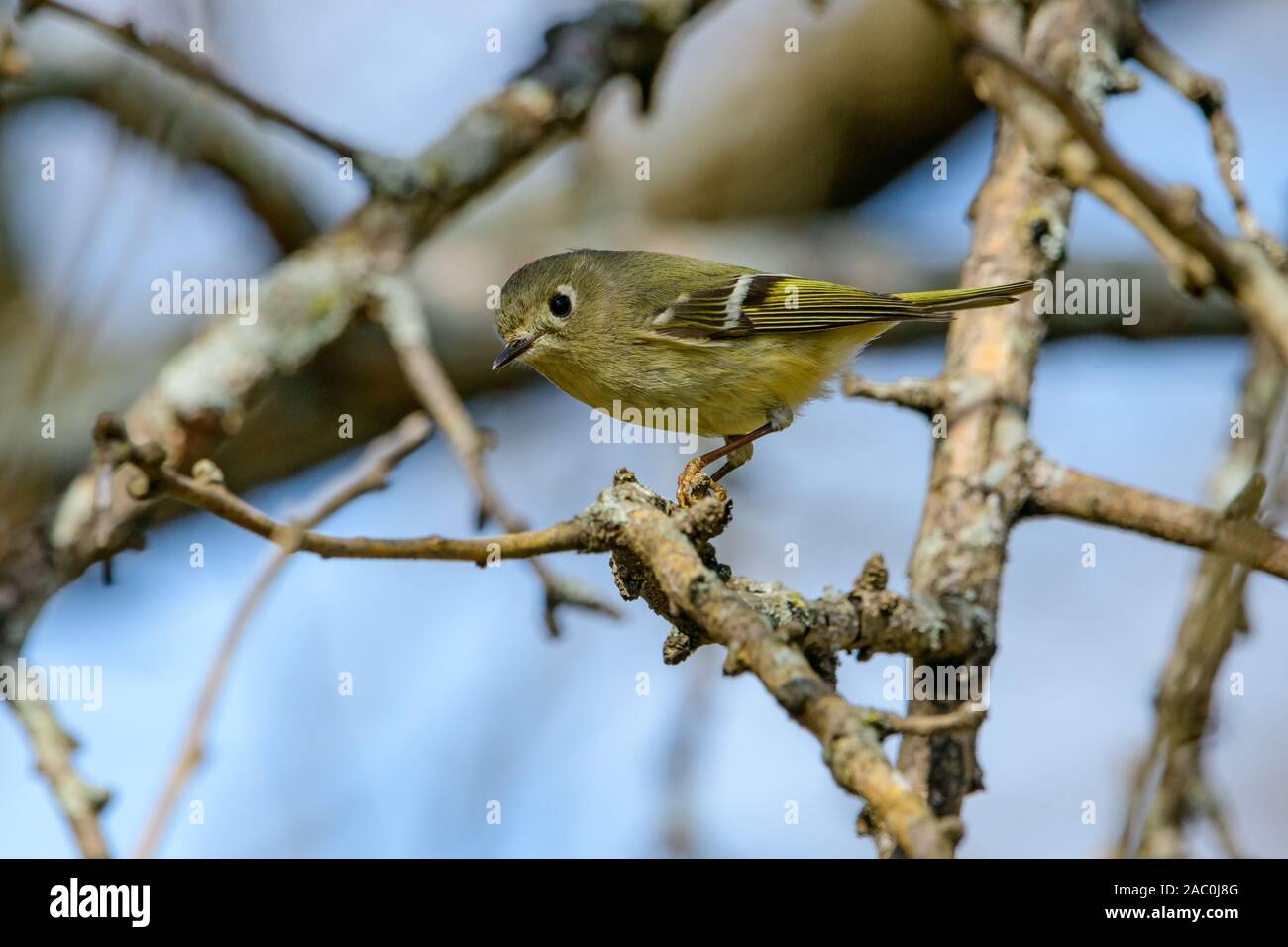 Ruby-crowned Kinglet (Regulus calendula) Profile Stock Photo - Alamy