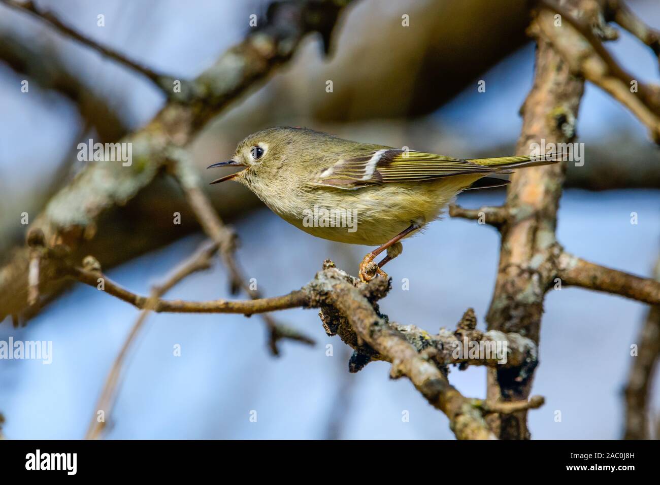 ruby-crowned Kinglet (Regulus calendula) Profile Stock Photo - Alamy