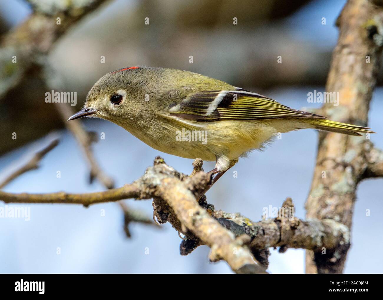 Ruby-crowned Kinglet (Regulus calendula) Profile with red displayed Stock Photo - Alamy