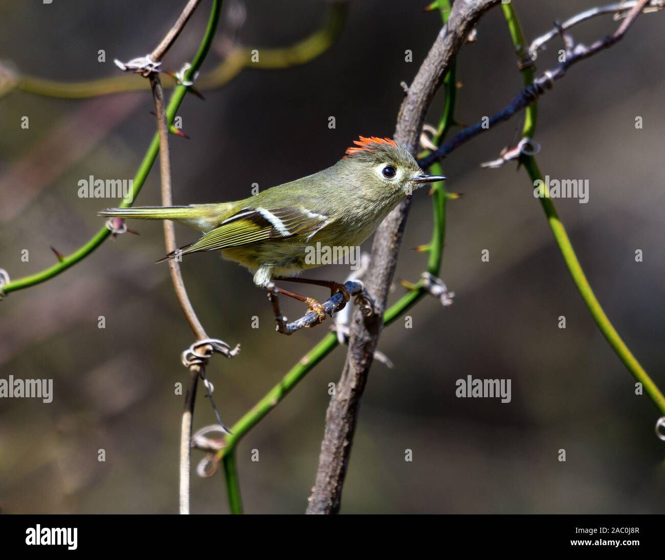 Ruby-crowned Kinglet (Regulus calendula) Profile with red crown ...