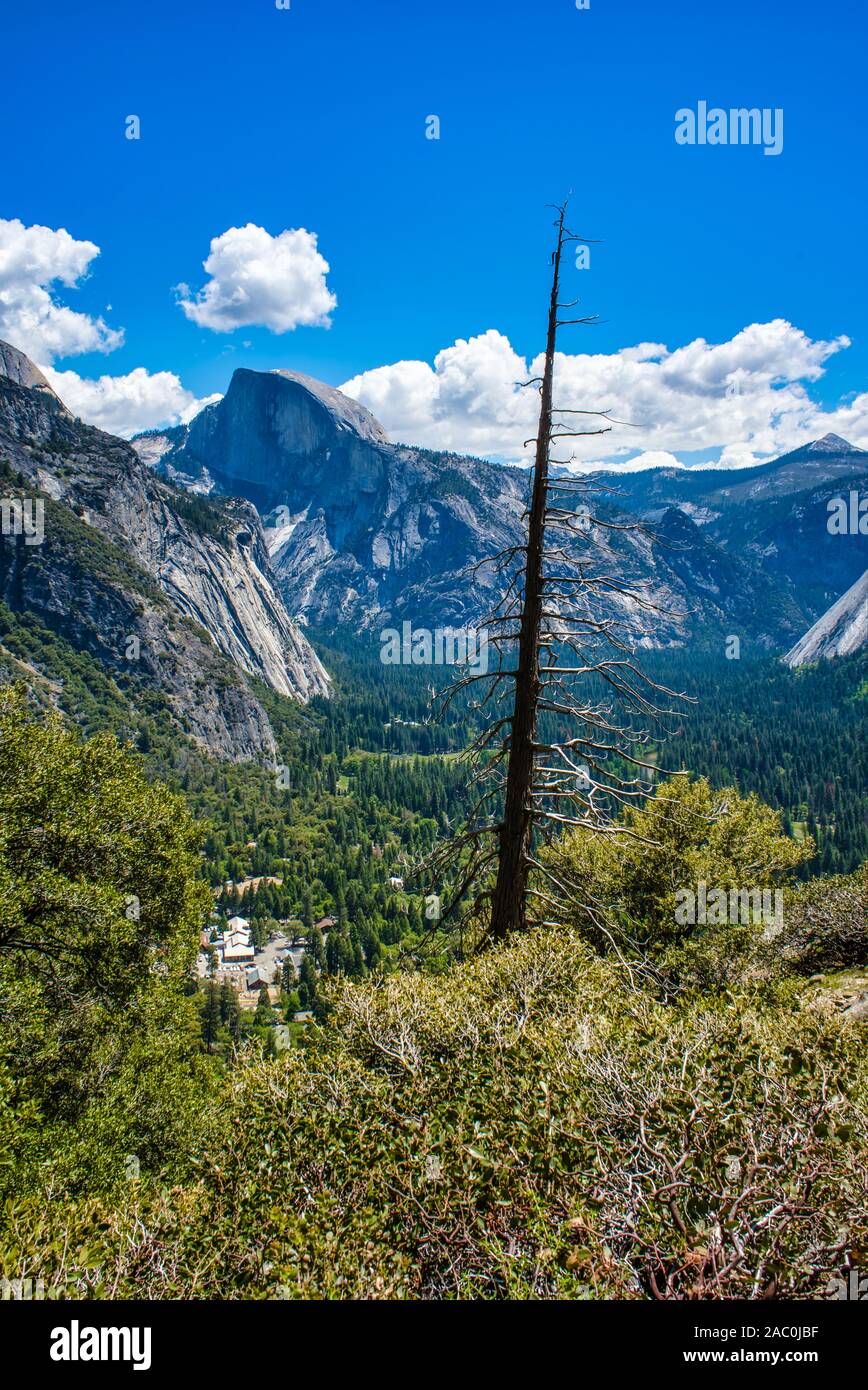 Dead tree in yosemite hi-res stock photography and images - Alamy