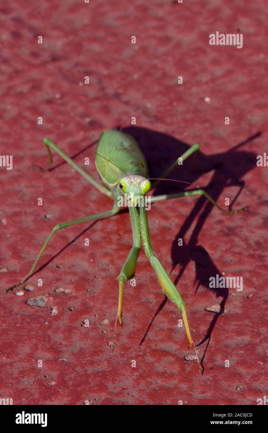 praying mantis closeup in a red background Stock Photo - Alamy