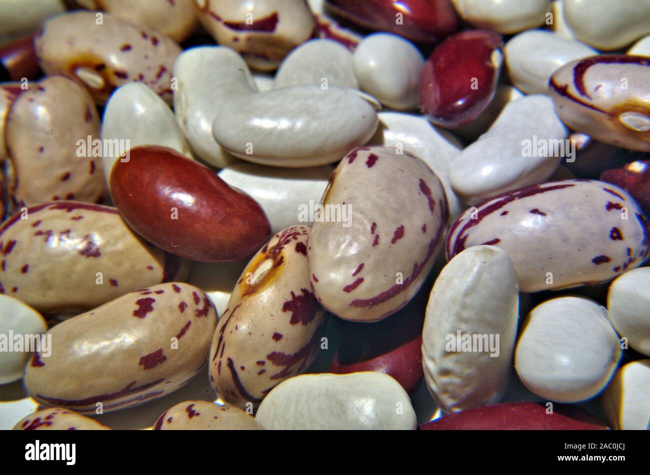 macro of various type of beans Stock Photo - Alamy