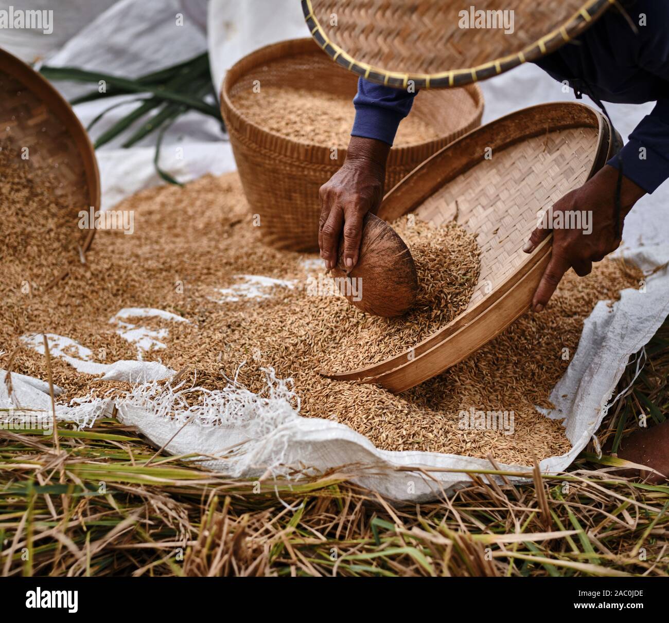 Old man with rice in his hands hi-res stock photography and images - Alamy
