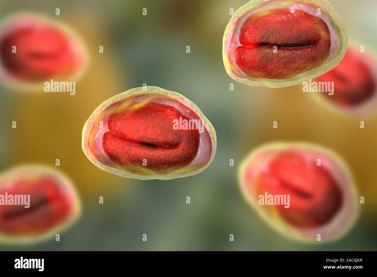 Threadworm eggs, illustration Stock Photo - Alamy
