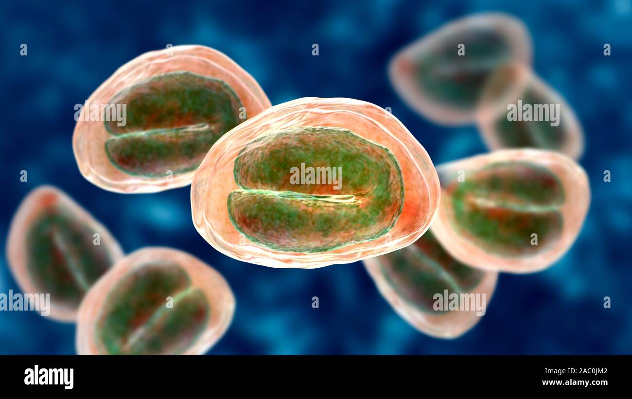 Threadworm eggs, illustration Stock Photo - Alamy