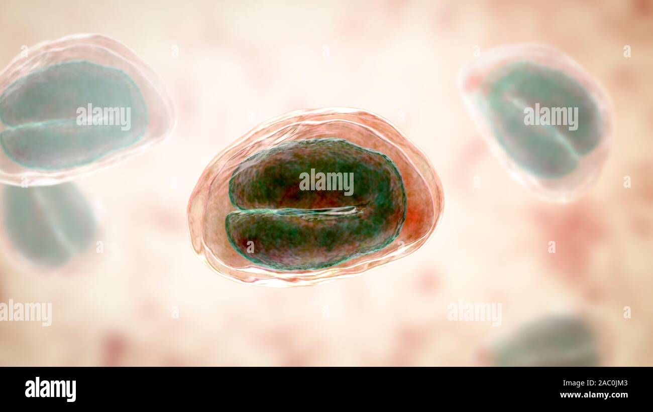 Threadworm eggs, illustration Stock Photo - Alamy