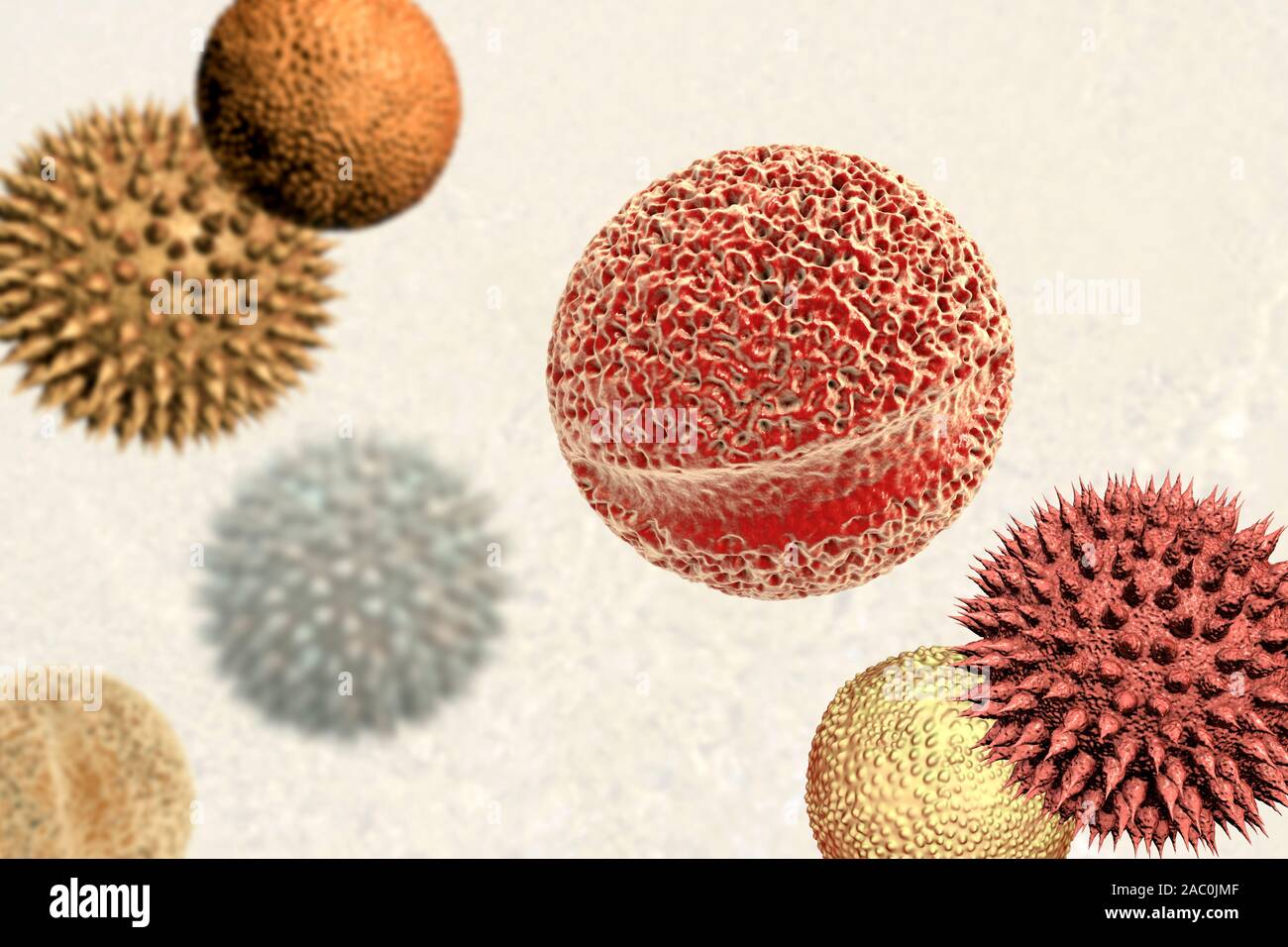 Pollen grains from different plants, illustration Stock Photo - Alamy