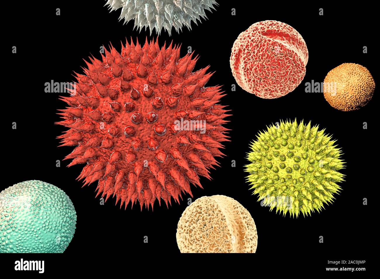 Pollen grains from different plants, illustration Stock Photo - Alamy