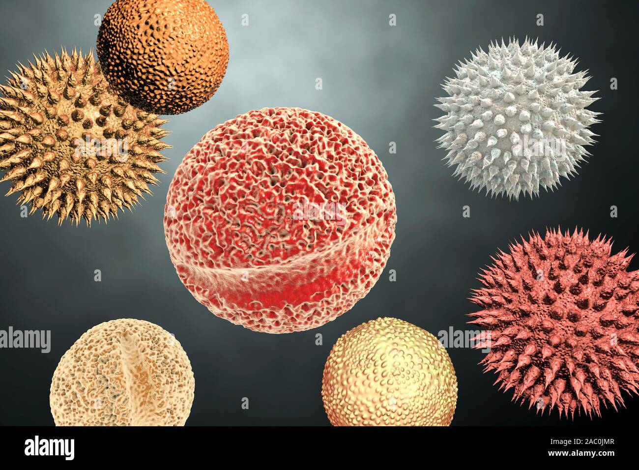 Pollen grains from different plants, illustration Stock Photo - Alamy