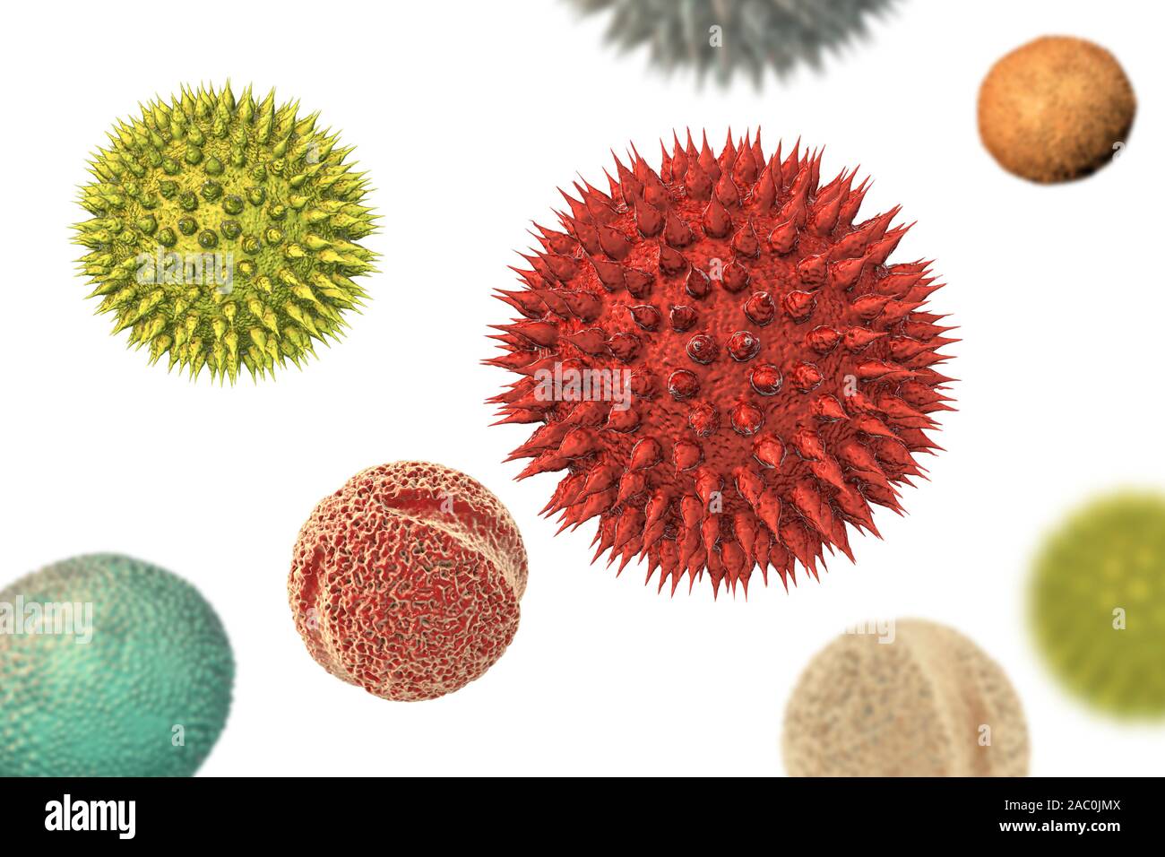 Pollen grains from different plants, illustration Stock Photo - Alamy