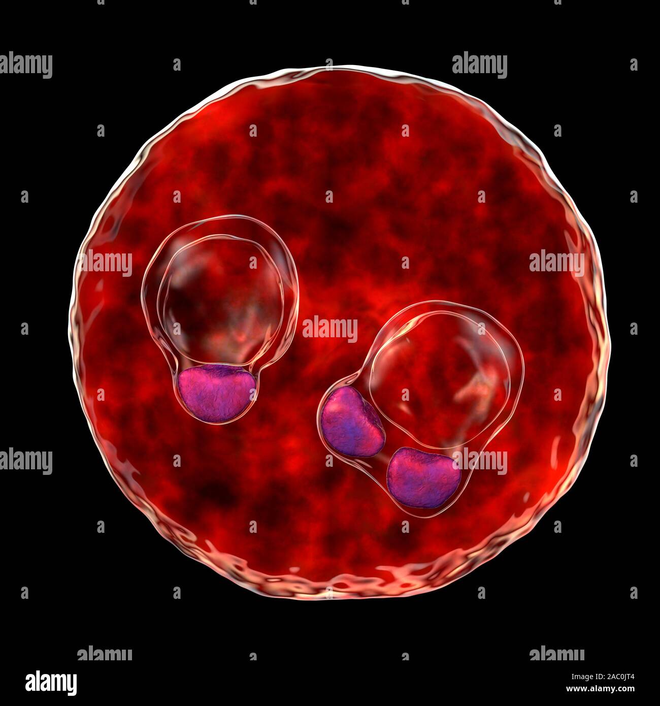 Plasmodium Falciparum Ring