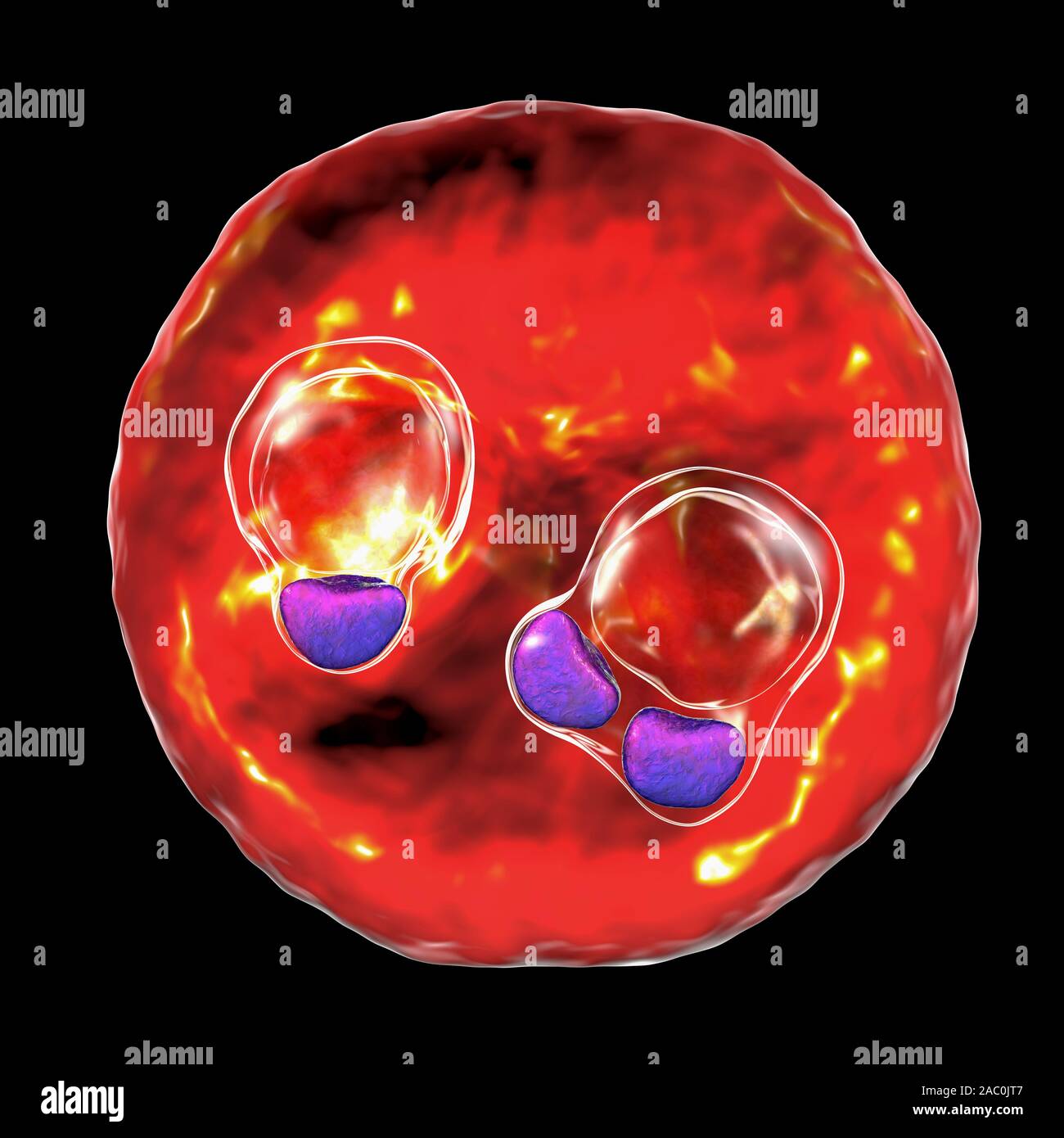 Plasmodium falciparum ring hi-res stock photography and images - Alamy