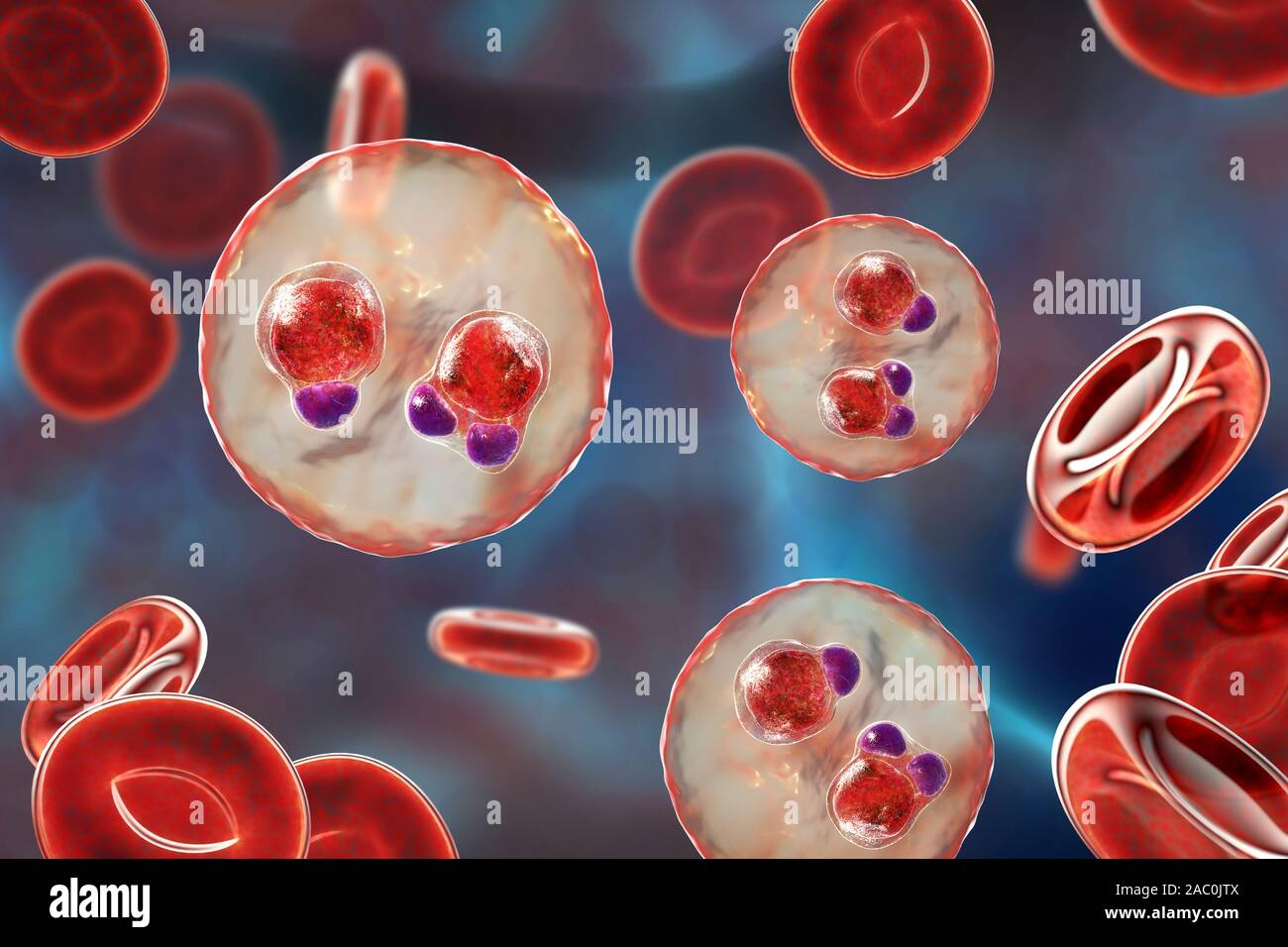 Protozoan Plasmodium falciparum in the stage of ring form tr Stock ...