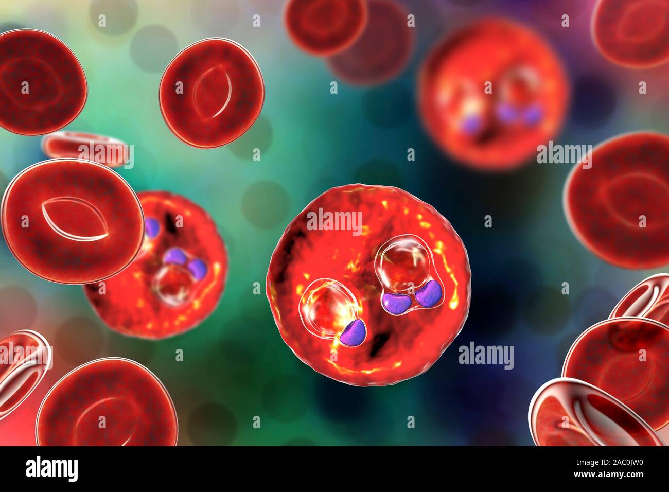 Protozoan Plasmodium falciparum in the stage of ring form tr Stock ...